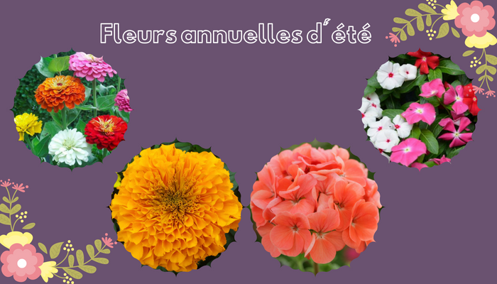 Guide sur les fleurs annuelles selon chaque saison - Qfleurs