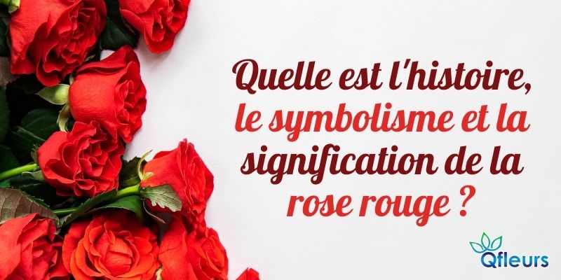 Quelle est l'histoire, le symbolisme et la signification de la rose ...